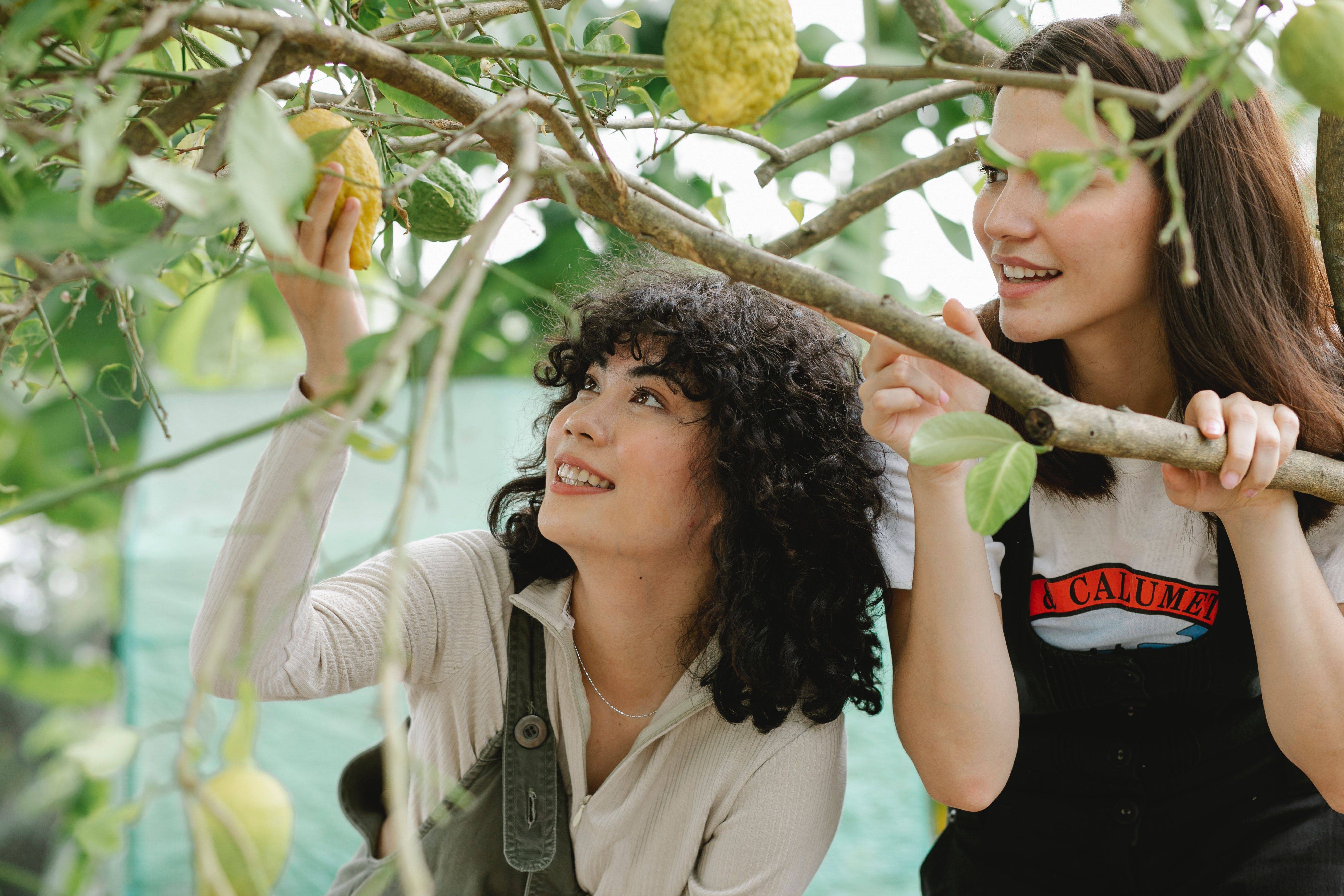 Outshine partners with 'The Fruit Tree Planting Foundation' to plant ...